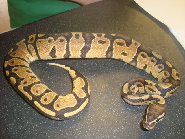 various royal python morphs,delivery available | Page 2 | Reptile Forums